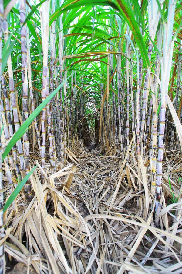 Suikerriet Stammen En Bladeren. Stock Afbeelding - Image of aanplanting ...