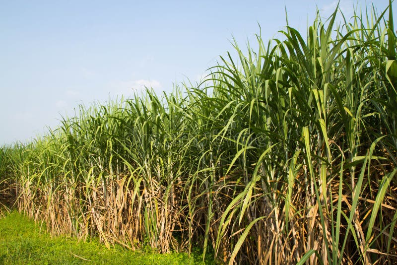 Suikerriet stock foto. Image of landbouw, hemel, milieu - 27229460