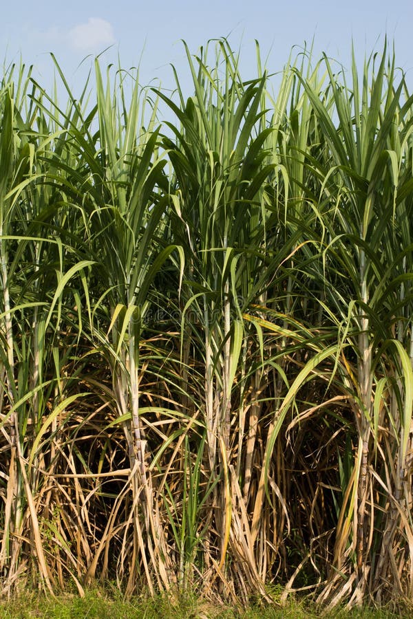 Suikerriet stock foto. Image of landbouw, hemel, milieu - 27229460