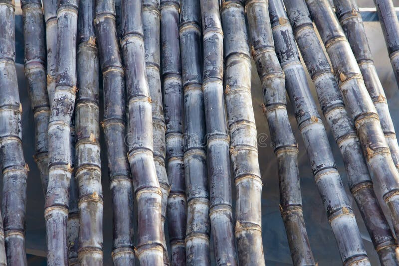 Suikerriet stock afbeelding. Image of sacharose, voedsel - 29532927