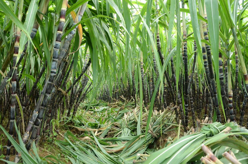 Suikerriet stock foto. Image of landbouw, gewassen, gewas - 48029032