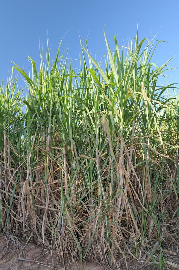 Suikerriet stock afbeelding. Image of landbouwbedrijf - 5031907