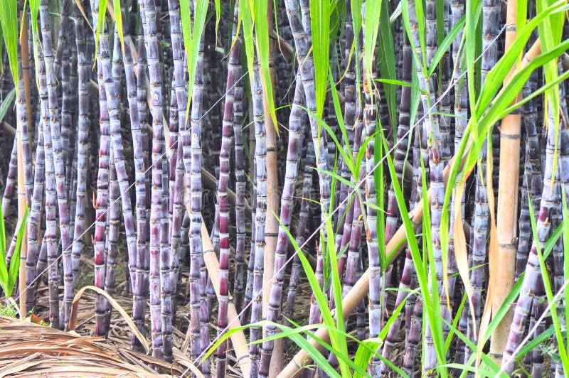 Suikerriet bij land stock afbeelding. Image of openlucht - 22059885