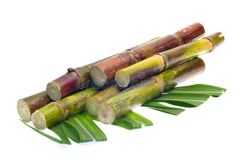 Suikerriet Op Witte Achtergrond Stock Afbeelding - Image of groei ...