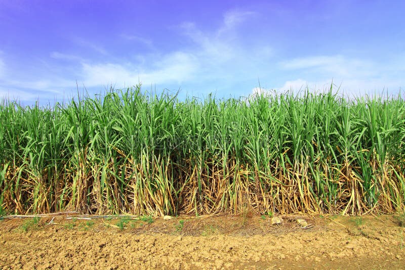 Suikerriet in Thailand stock foto. Image of rijp, gebladerte - 16294866