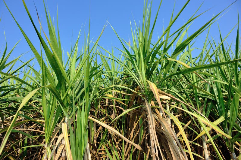 Suikerriet bij gebied stock afbeelding. Image of landbouwbedrijf - 32983389