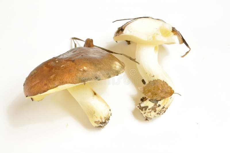 Suillus Brevipes Mushroom stock photo. Image of fungus - 17115134