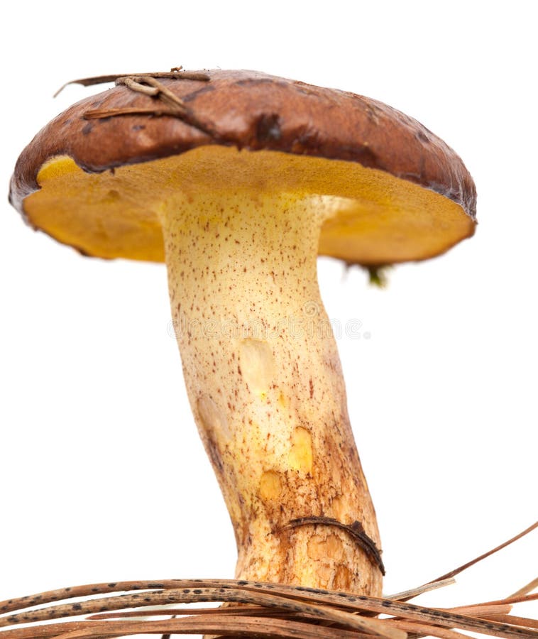 Suillus Collinitus Isolated Stock Image - Image of cutout, nutritious ...