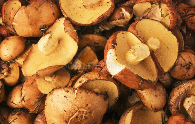 Suillus mushrooms stock image. Image of bolete, boletus - 336419047