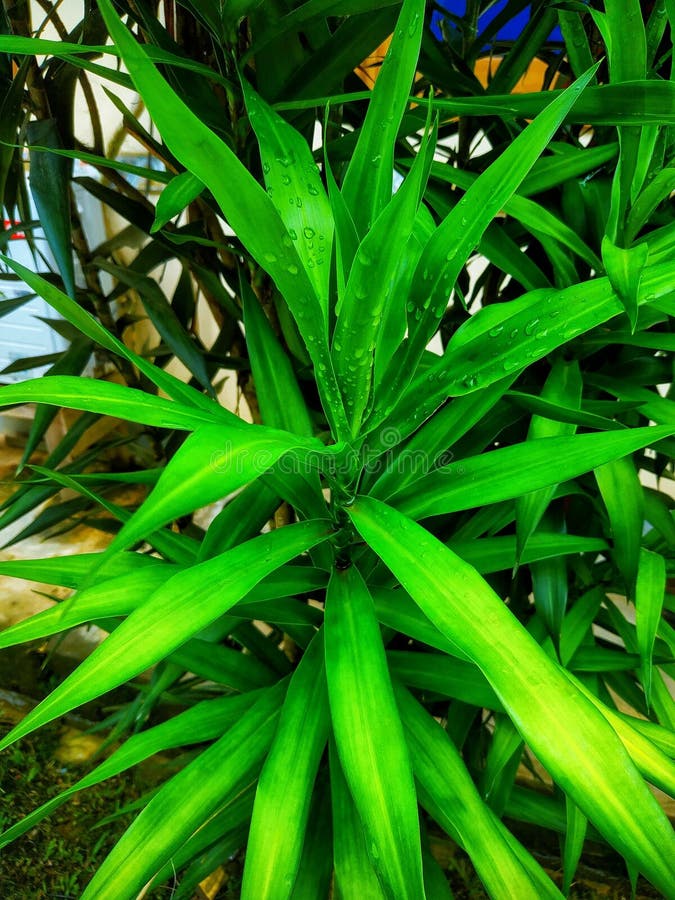 Suji Leaf Plant with Raindrops in Solid Green Color Stock Image - Image ...