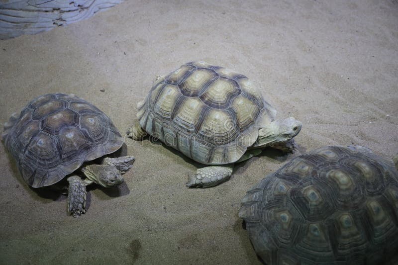 Sukada Stock Photos - Free & Royalty-Free Stock Photos from Dreamstime