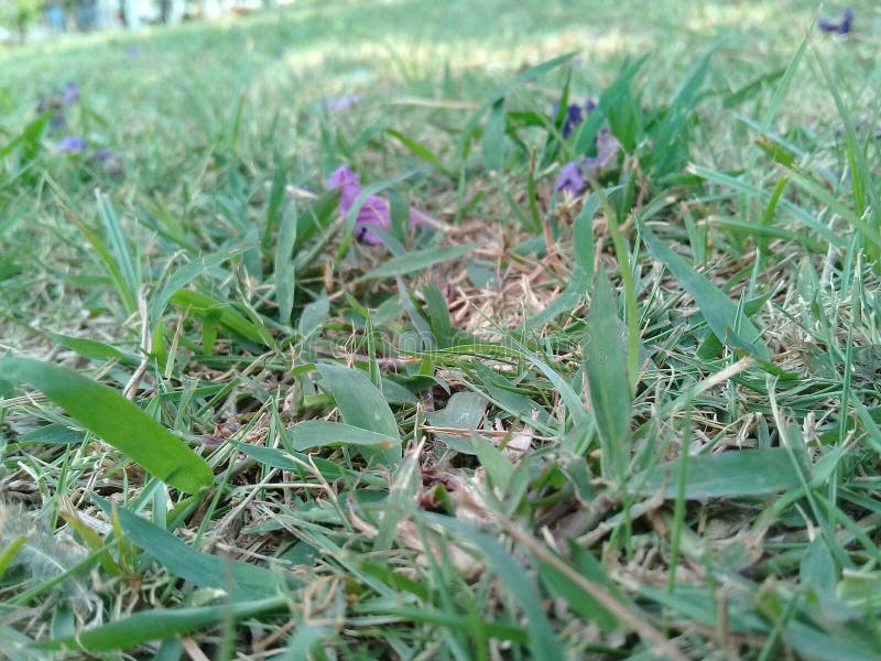 Suket stock photo. Image of suket, rumput, kampus, taman - 124837636