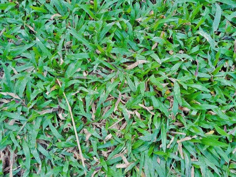 Suket Tempel Grass Stock Photos - Free & Royalty-Free Stock Photos from ...