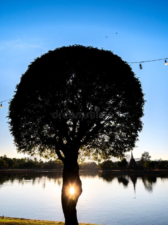Sukhothai S Light and Shadow: Tree of Hope Stock Photo - Image of stupa ...