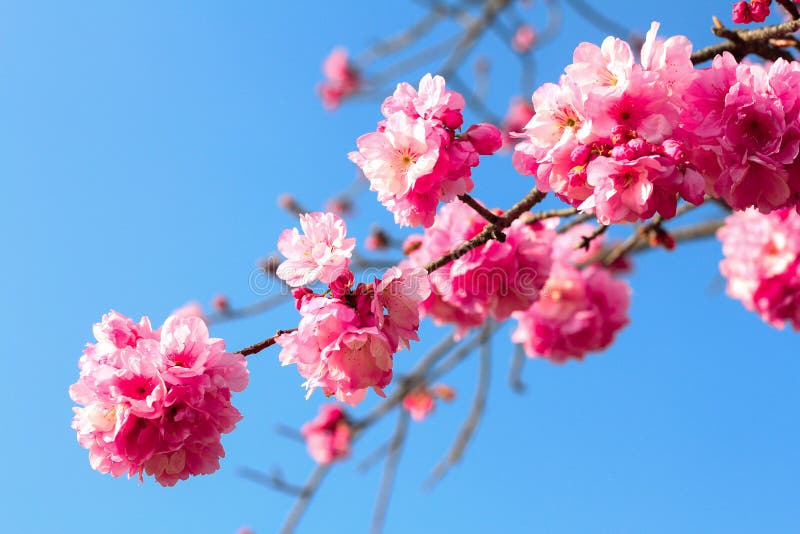 Suki stock image. Image of flower, suki, beautiful, pink - 112633977