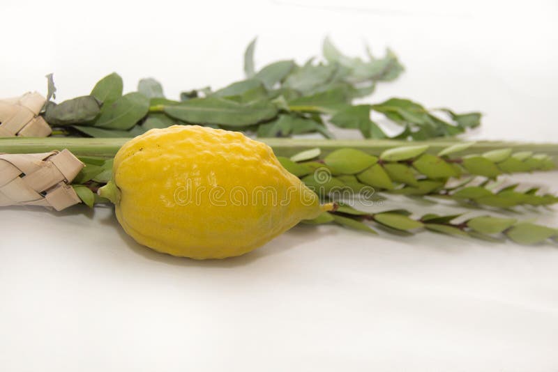 Sukkoth, lulav stock image. Image of lulav, lemon, isolated - 78989705