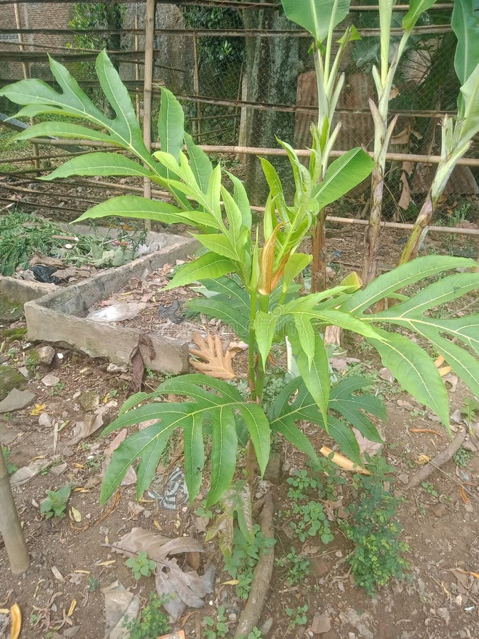 Sukun Ancient Tree Stock Photos - Free & Royalty-Free Stock Photos from ...