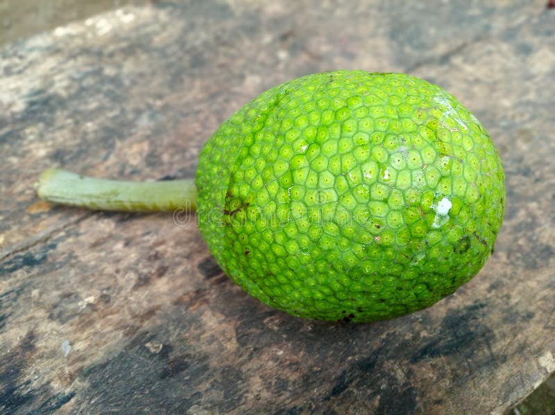 Sukun stock image. Image of served, insect, shrub, fried - 248159949