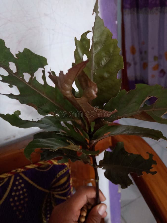 Sukun Trees Stock Photos - Free & Royalty-Free Stock Photos from Dreamstime