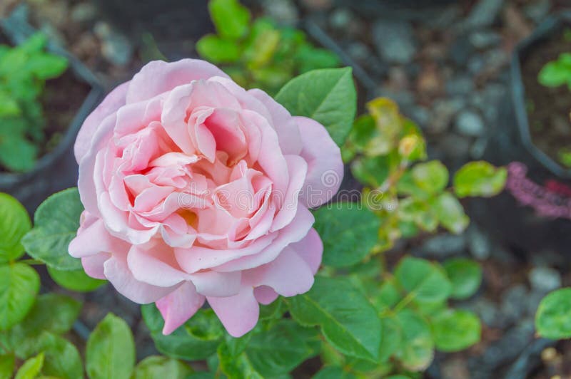 Sul Gambo Vivente Della Rosa Di Rosa Immagine Stock - Immagine di ...