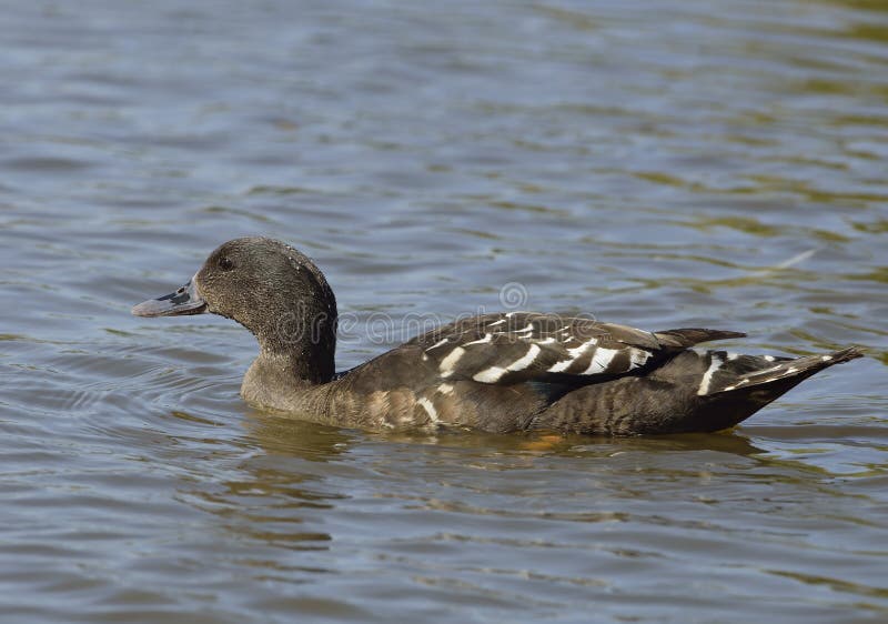Sul - pato preto africano imagem de stock. Imagem de neve - 96548503