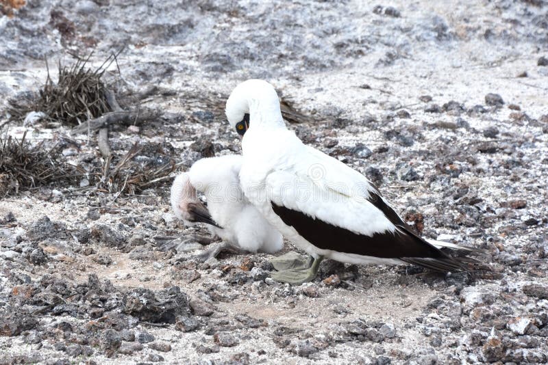 Sula Granti Masked Booby with Offspring Stock Photo - Image of ...