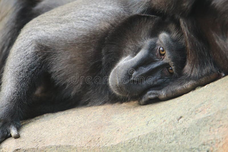 Two Black Macaque Holding Hand Stock Photo - Image of nature, small ...