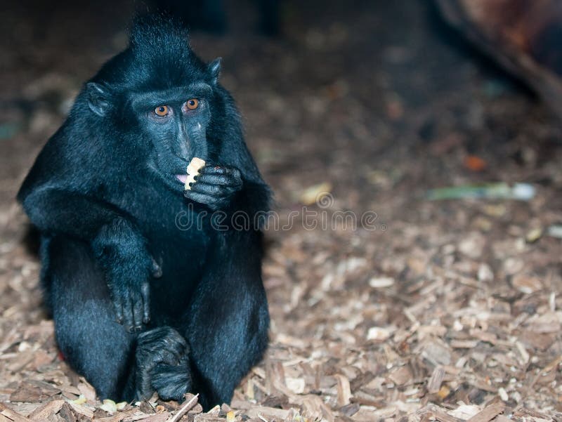Sulawesi Crested Macaque stock photo. Image of animals - 12726898