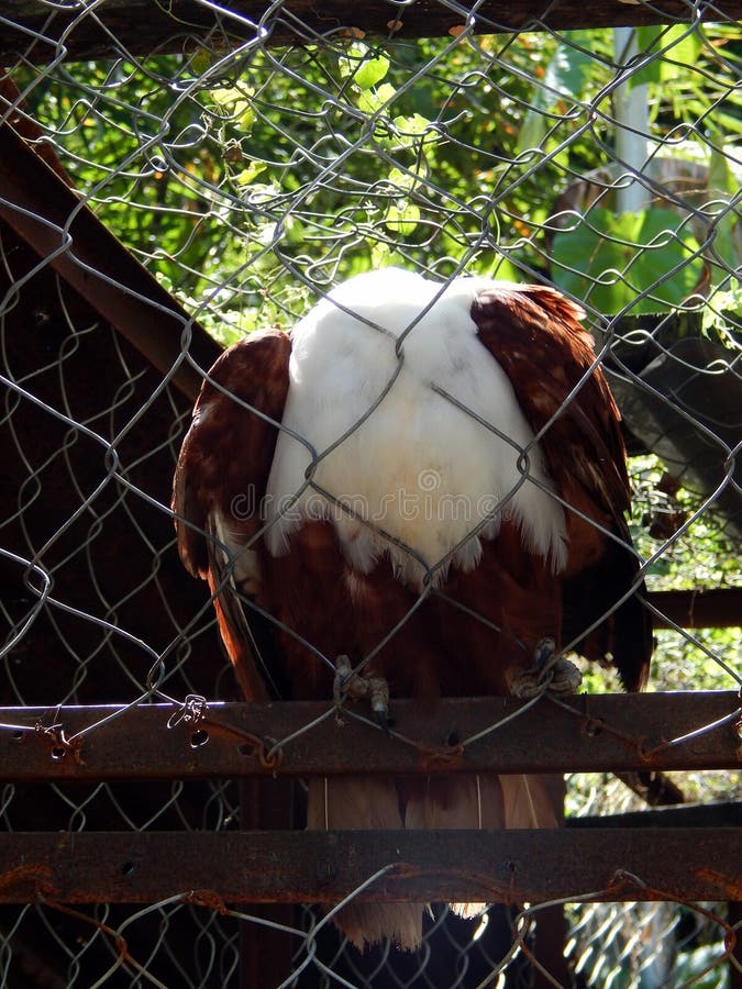 Sulawesi Eagle in the Cage of Conservation Park Stock Photo - Image of ...