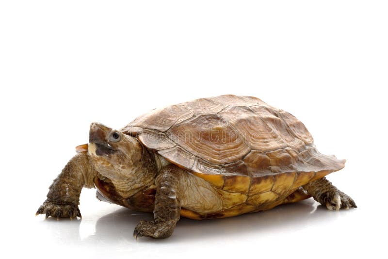 Jagged shell box turtle stock image. Image of zoology - 10203165