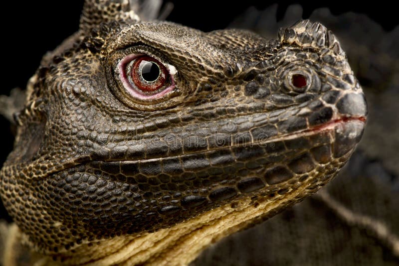 Sulawesi Sailfin Lizard Hydrosaurus Microlophus Stock Photo - Image of ...