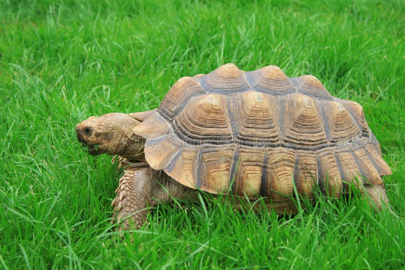 Sulcata (african Spurred) Turtle Stock Image - Image of length, gass ...