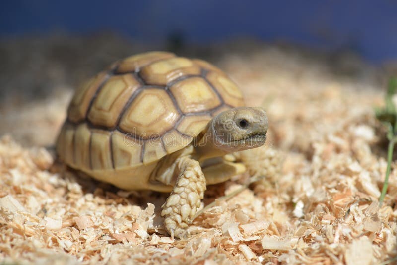 Sulcata novo imagem de stock. Imagem de marrom, vertebrado - 64454771