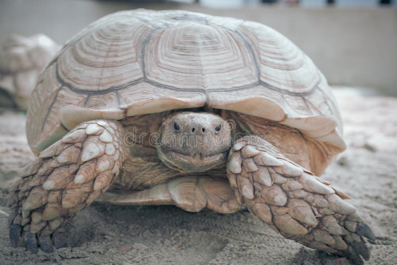 Sulcata Scared it Was in the Shell. Stock Photo - Image of fresh ...