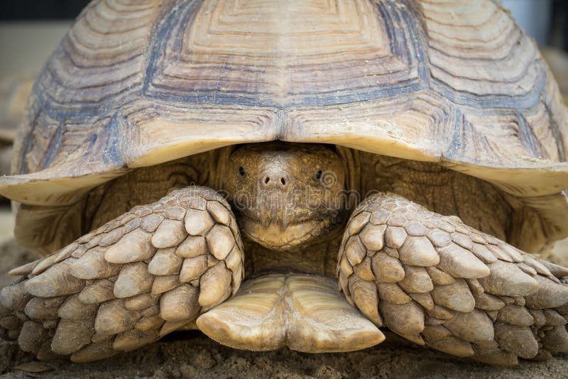 Baby Turtle Enemy Stock Photos - Free & Royalty-Free Stock Photos from ...