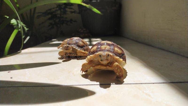 Sulcata sunbathing stock image. Image of food, cuisine - 235112997