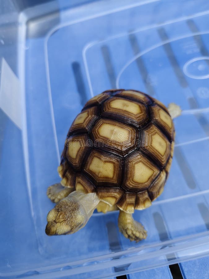 Sulcata Tortoise Basking in the Morning Sun. Stock Image - Image of ...