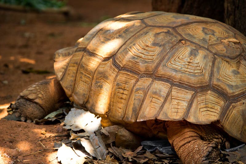 Sulcata Tortoise`s shell stock photo. Image of geochelone - 125054168