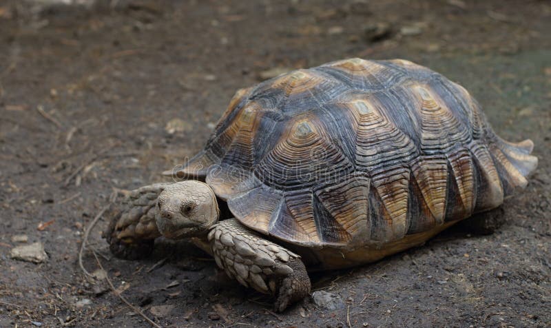 Sulcata Tortoise on the Ground Stock Image - Image of head, brown ...