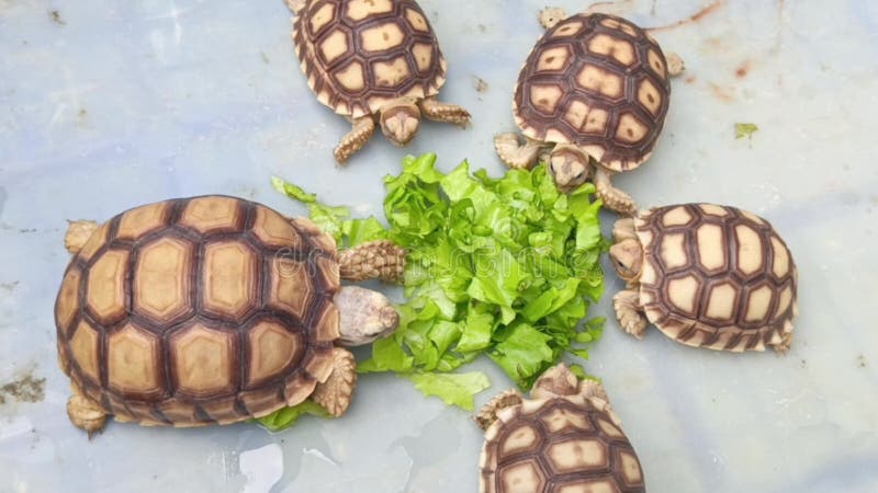 Sulcata Tortoise with Large Brown Shell and Unique Pattern Stock Video ...