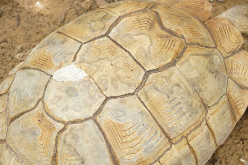 Sulcata Tortoise`s shell stock photo. Image of geochelone - 125054168