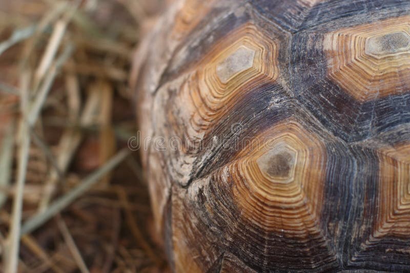 Sulcata tortoise shell stock photo. Image of tortoise - 304549504