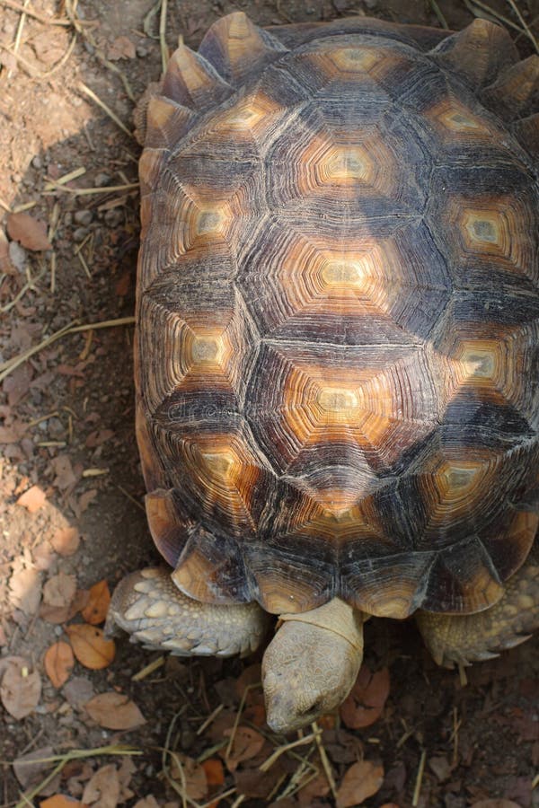 Sulcata Tortoise Shell, Copy Space Stock Photo - Image of baby, desert ...