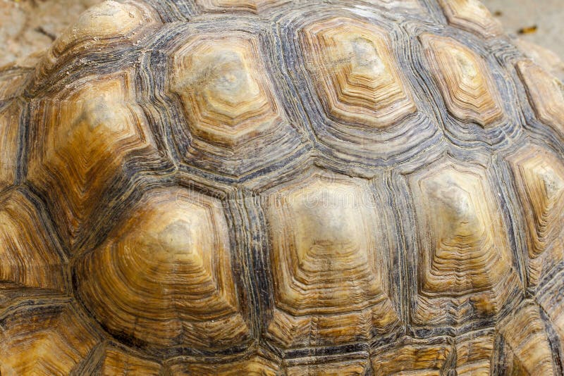 Sulcata Tortoise Skin for Animal Skin Stock Photo - Image of closeup ...