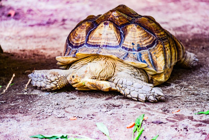 Sulcata Tortoise in Thai stock image. Image of resting - 263642821