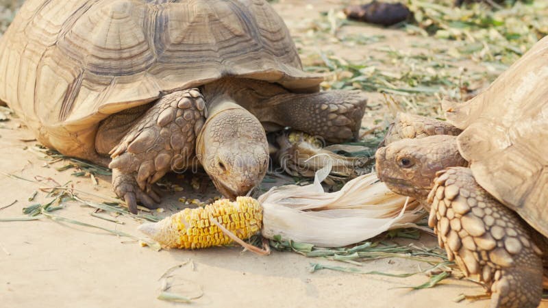 Sulcata Tortoises Eating Raw Corn on Ground Stock Footage - Video of ...