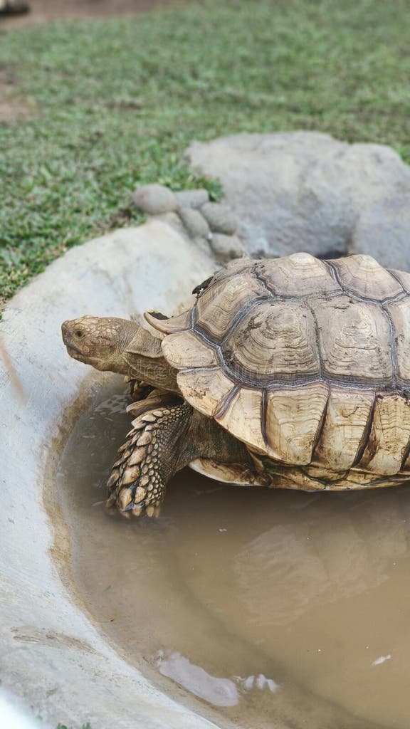 Sulcata Turtle Sunbhating in the Tiny Pool Alone Stock Image - Image of ...