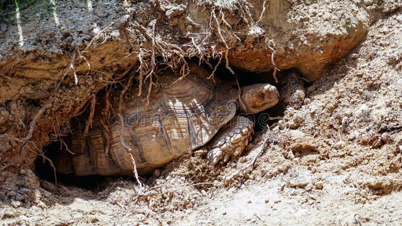 The Sulcata Turtles are Incubating in the Soil Stock Image - Image of ...