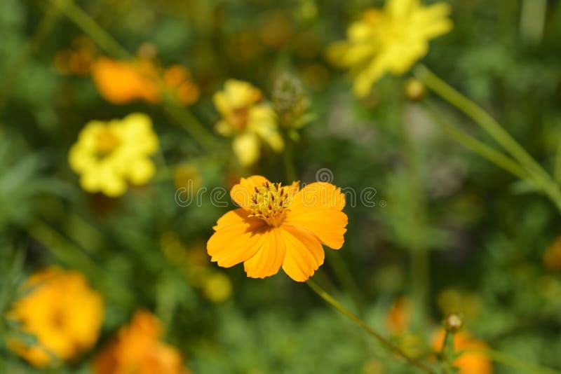 Sulfur cosmos stock photo. Image of nature, cultivar - 233769926