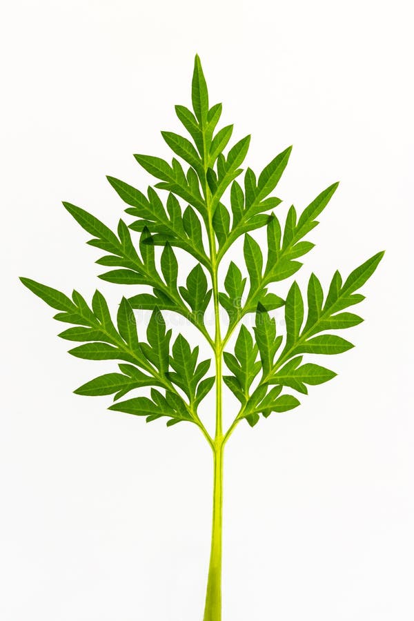 Sulfur cosmos leaves. stock image. Image of closeup, change - 37070419